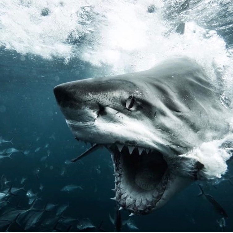 South Philly Sigma Sharks | Southphillysigmasharks